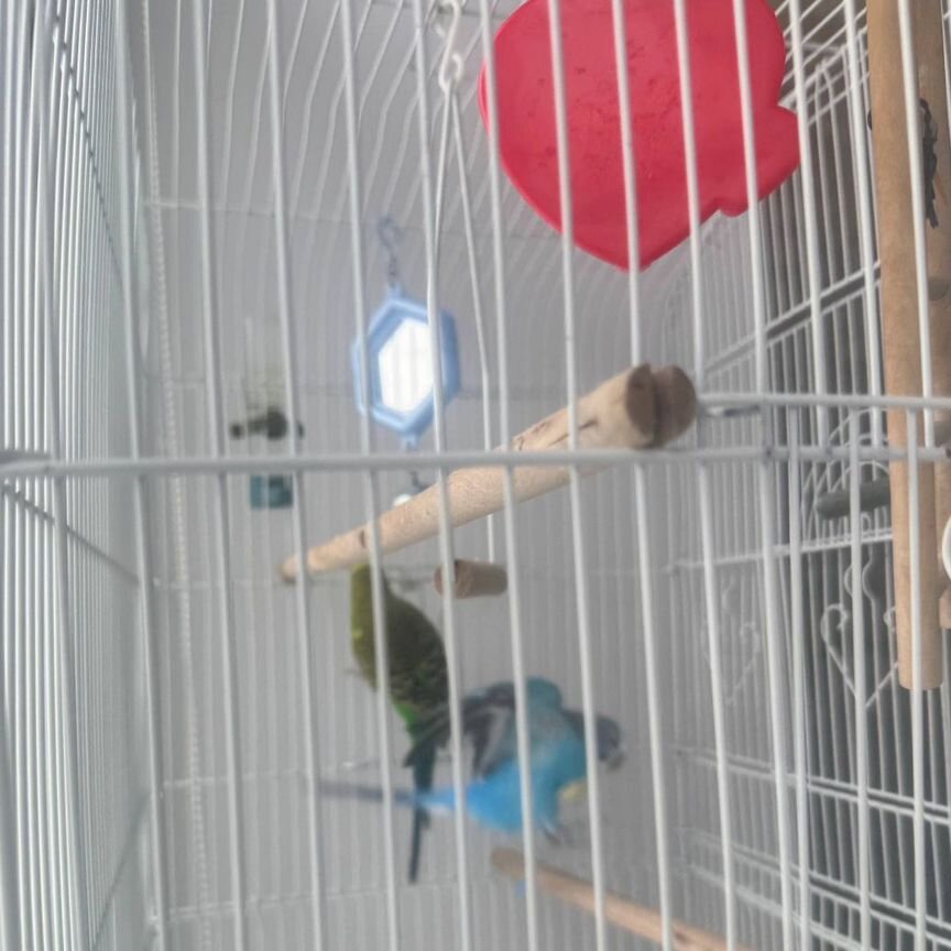 Волнистый попугай ручной с клеткой пара