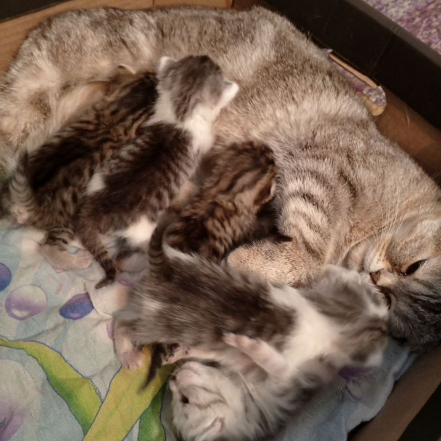 Шотландские вислоухие котята