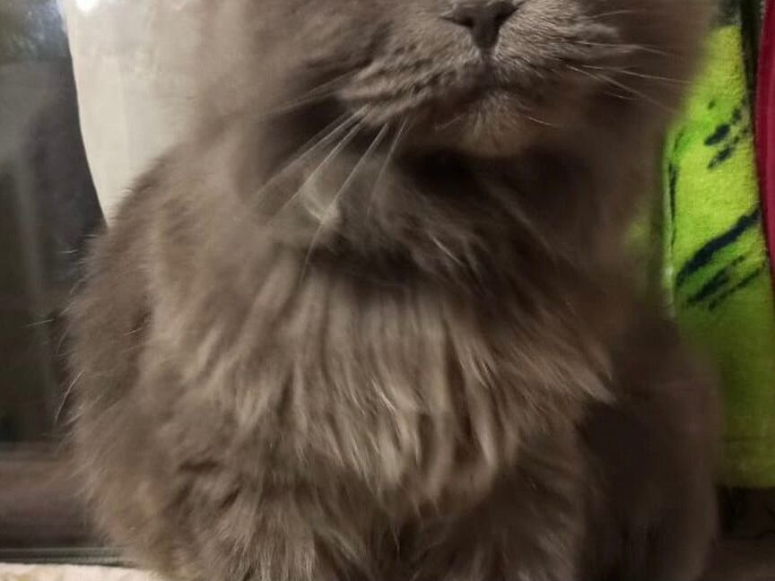 Кошки