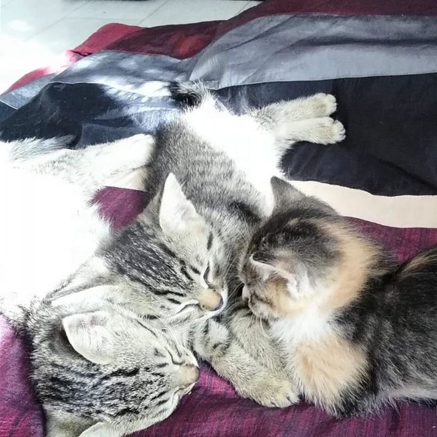 Котята в добрые руки бесплатно два мальчика и дево