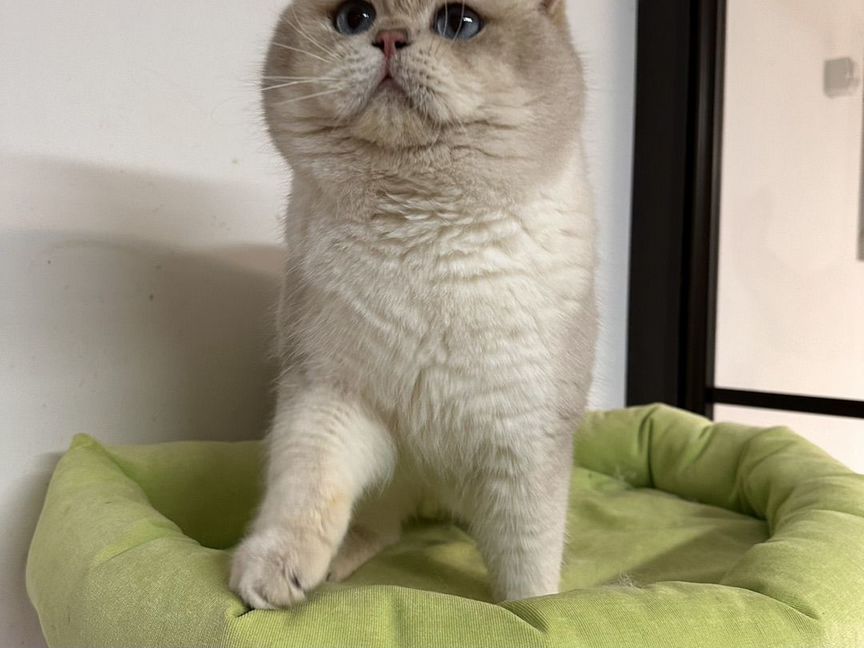 Британский кот