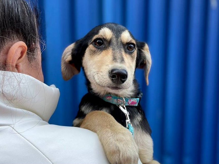 Милый щенок девочка в добрые руки