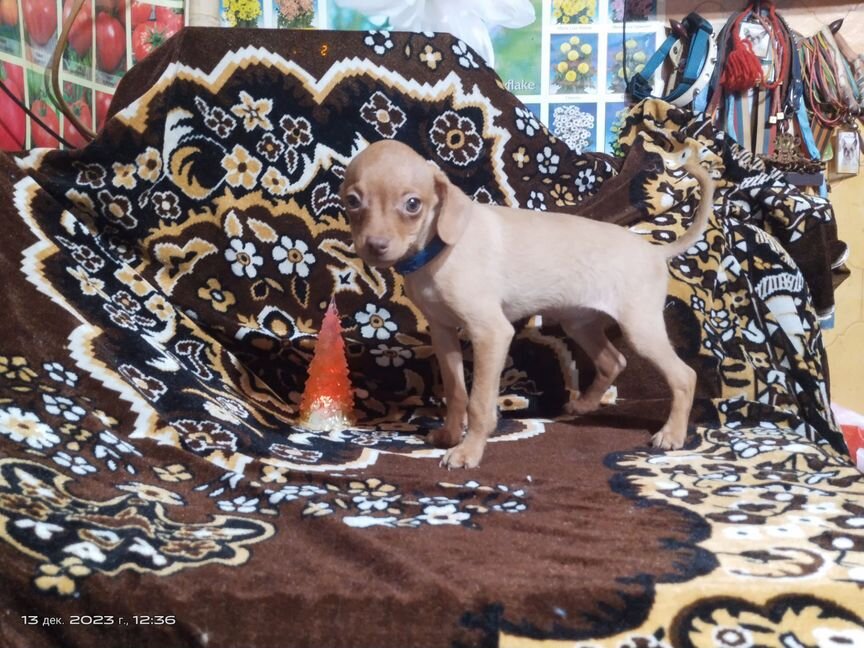 Той терьера щенок