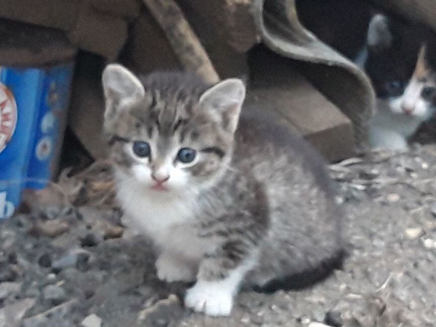 Отдам котенка в добрые руки