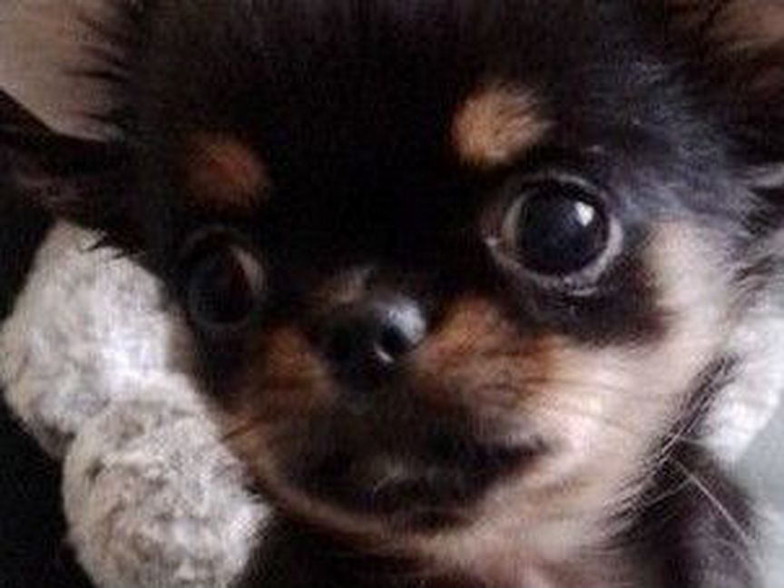 Пушистый ангел