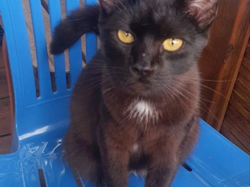 Багире нужен дом