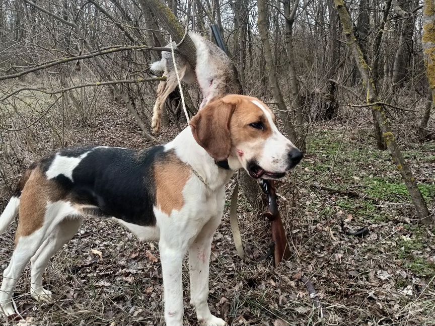 Русская пегая гончая