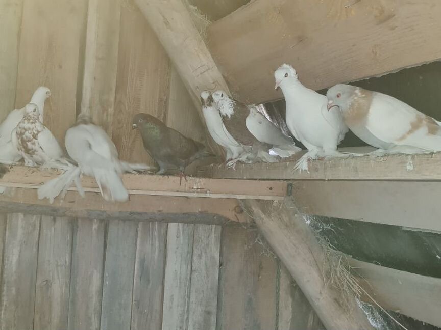 Продажа голубей