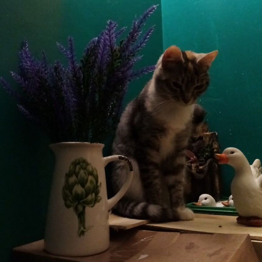 Кошка Капуста ищет дом