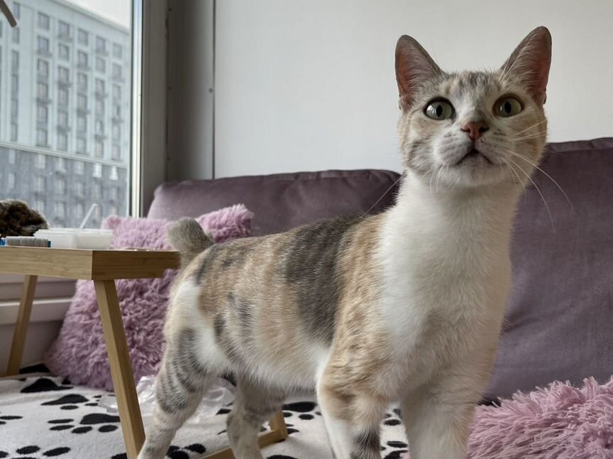 Кошки в добрые руки бесплатно