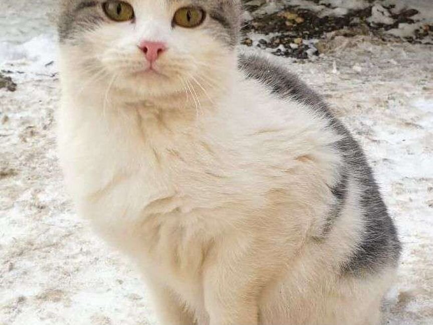 Котенок-спасти жизнь малышу