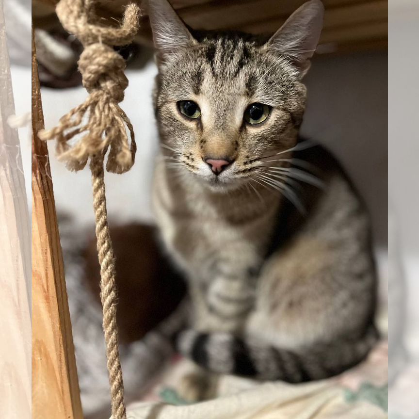 Ориентальный, взрослый кот