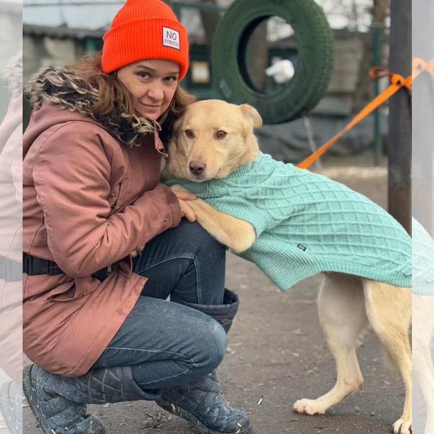 Собака из приюта ищет Семью