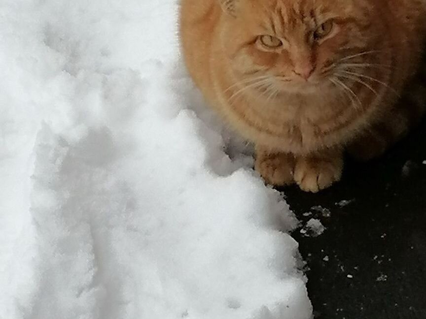 Сибирская метис