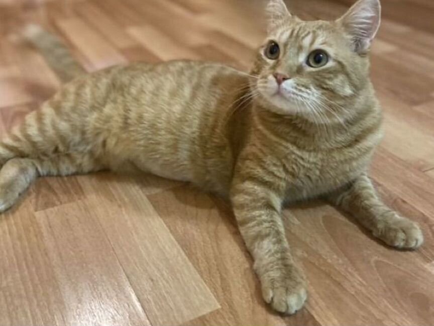 Кот в добрые руки