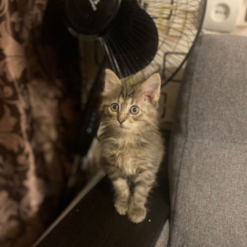 Котята