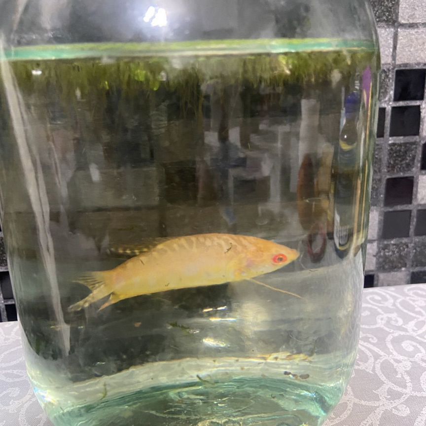 Отдам золотого гурами