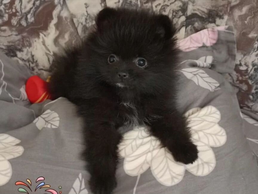 Померанский шпиц