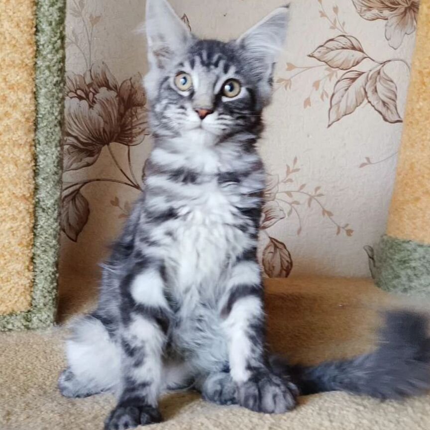 Мейн-кун котёнок