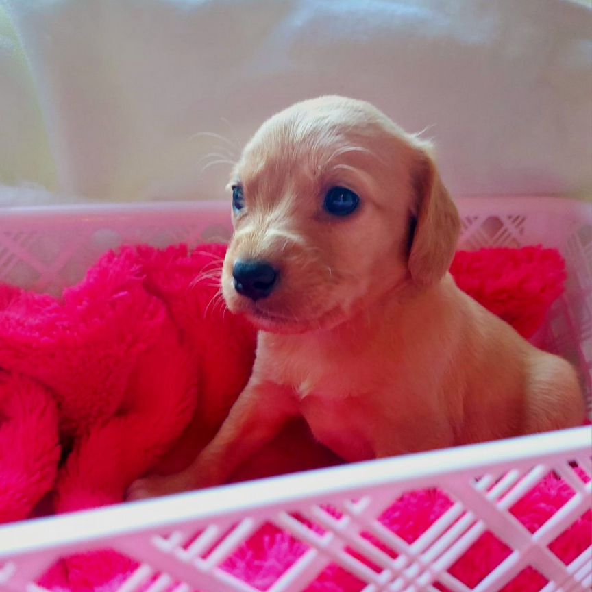 Щенок Марта в добрые ручки