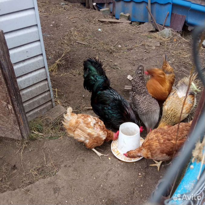Куры несушки оптом