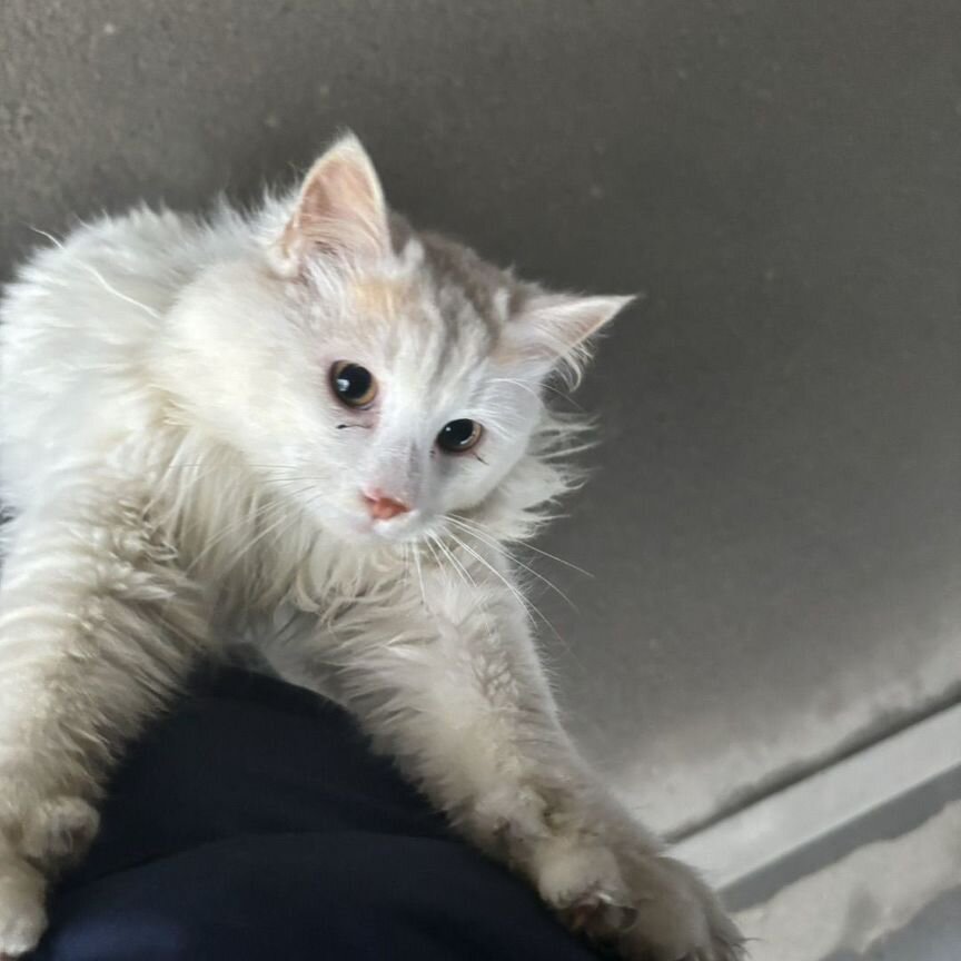 Кот ищет дом