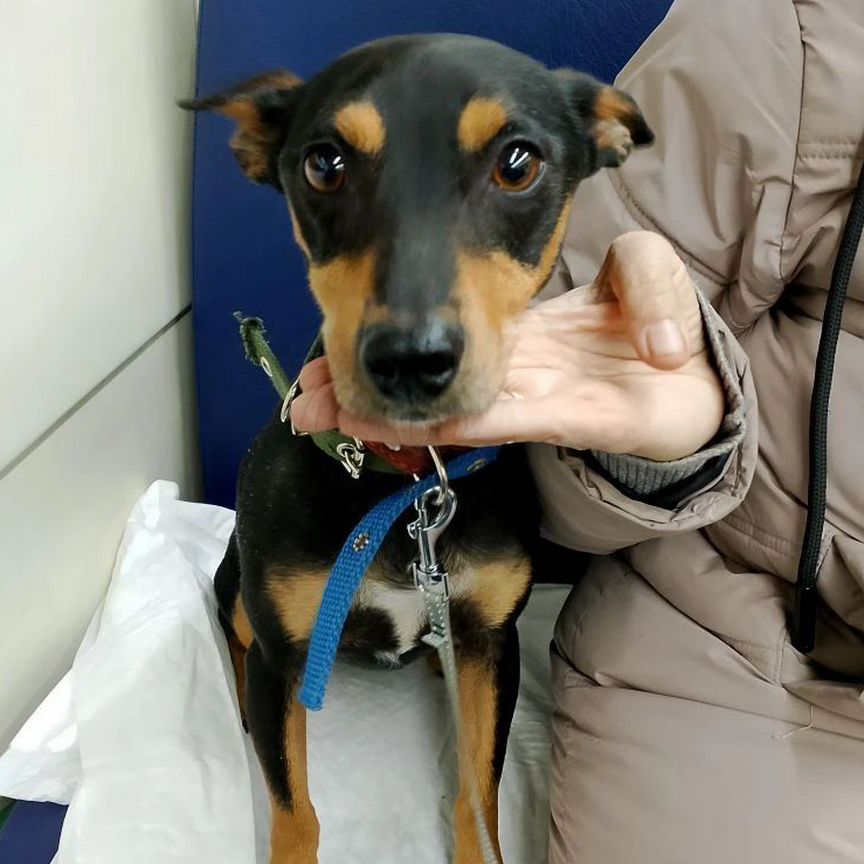 Цвергпинчер, взрослый пёс