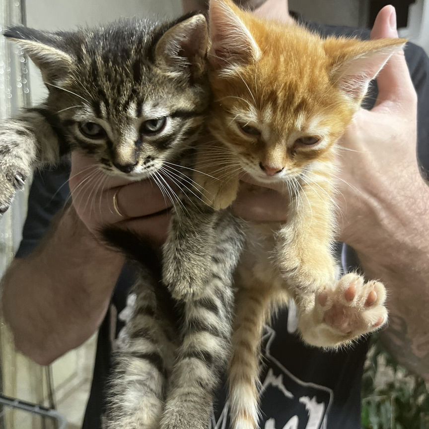 Котята