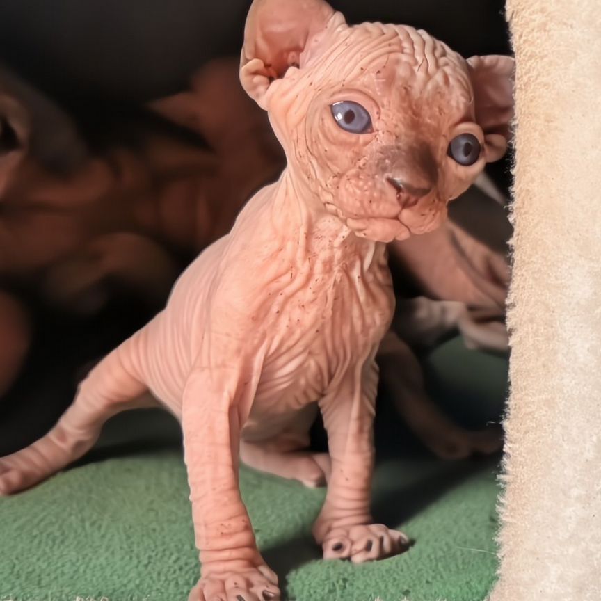 Канадский сфинкс котёнок
