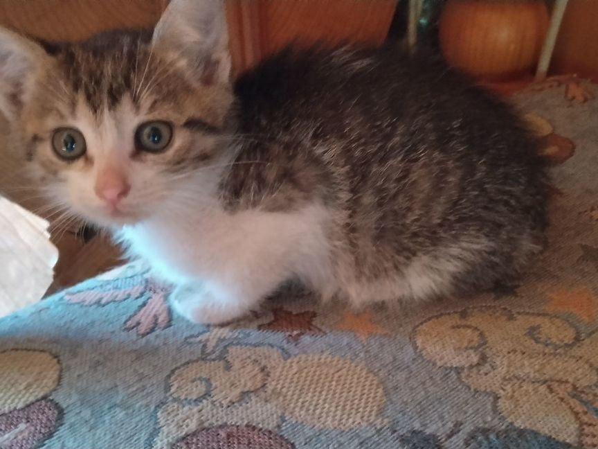 Котик симпотяга - В добрые руки