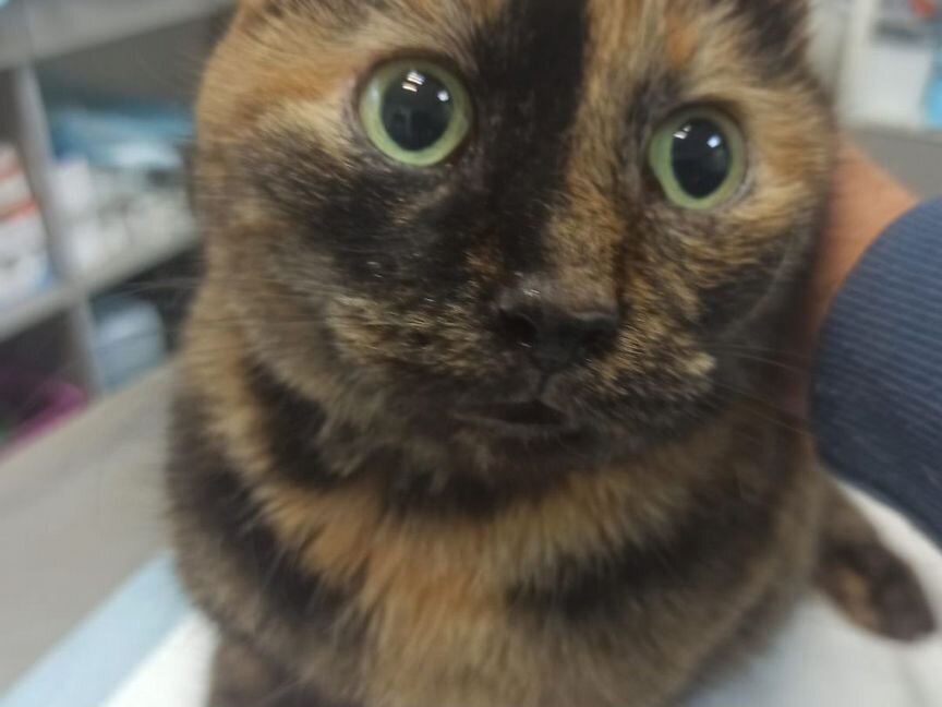Трехцветная кошка