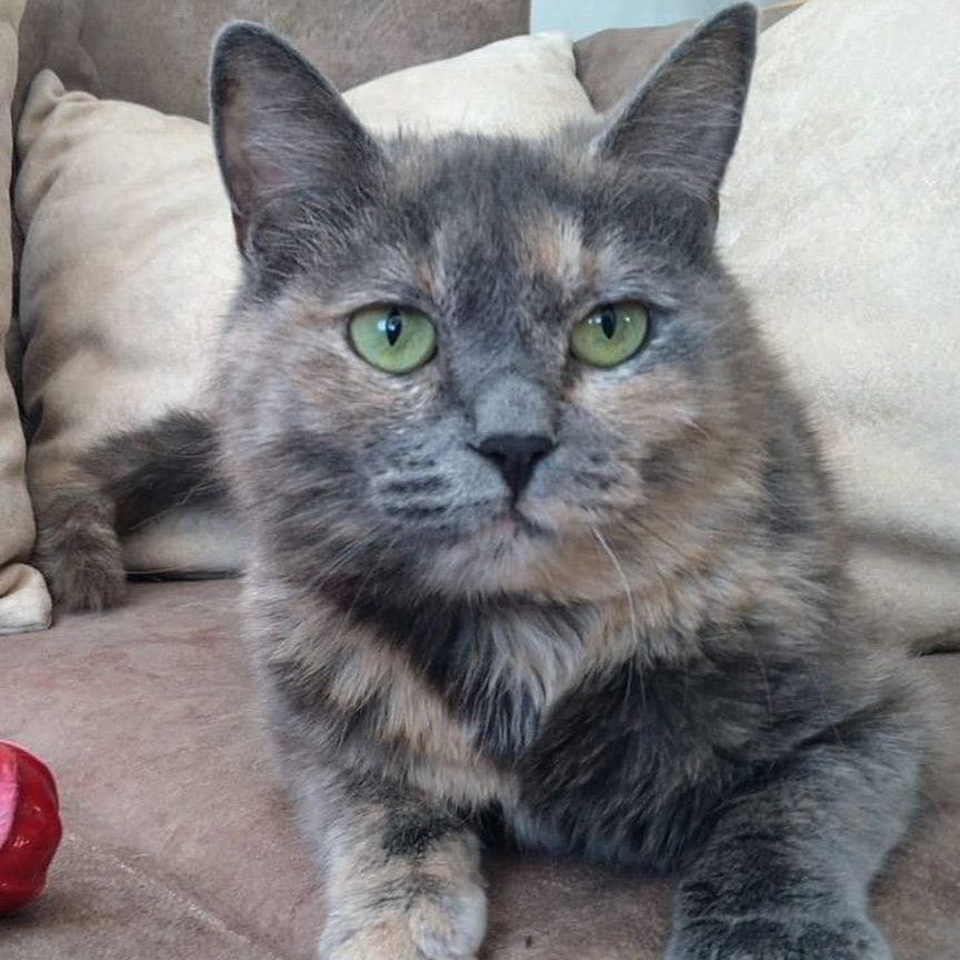 Кисуля из приюта ищет семью