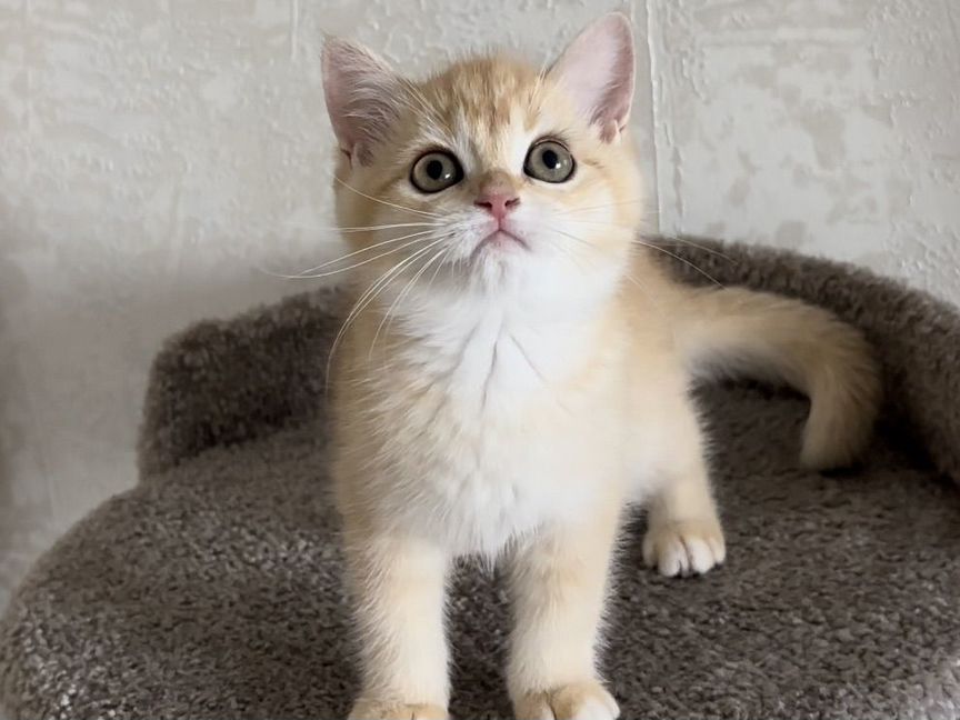 Золотая шиншилла ny12