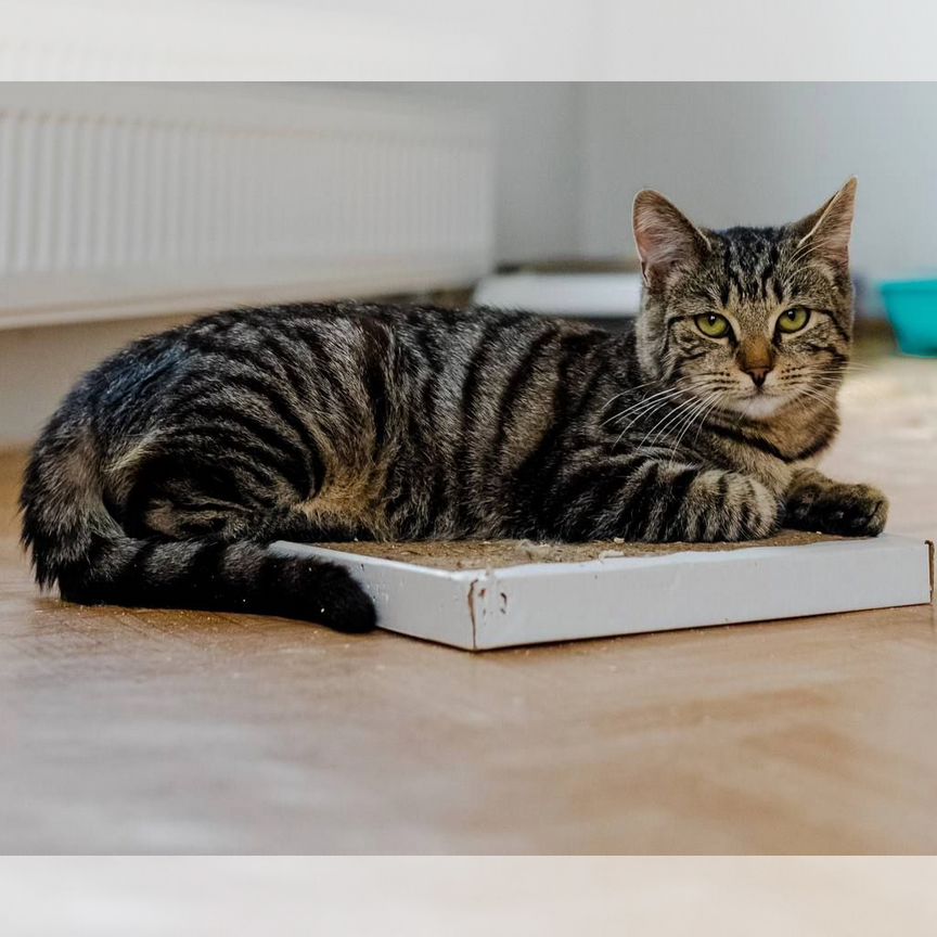 Котёнок мальчик около 5,5 месяцев