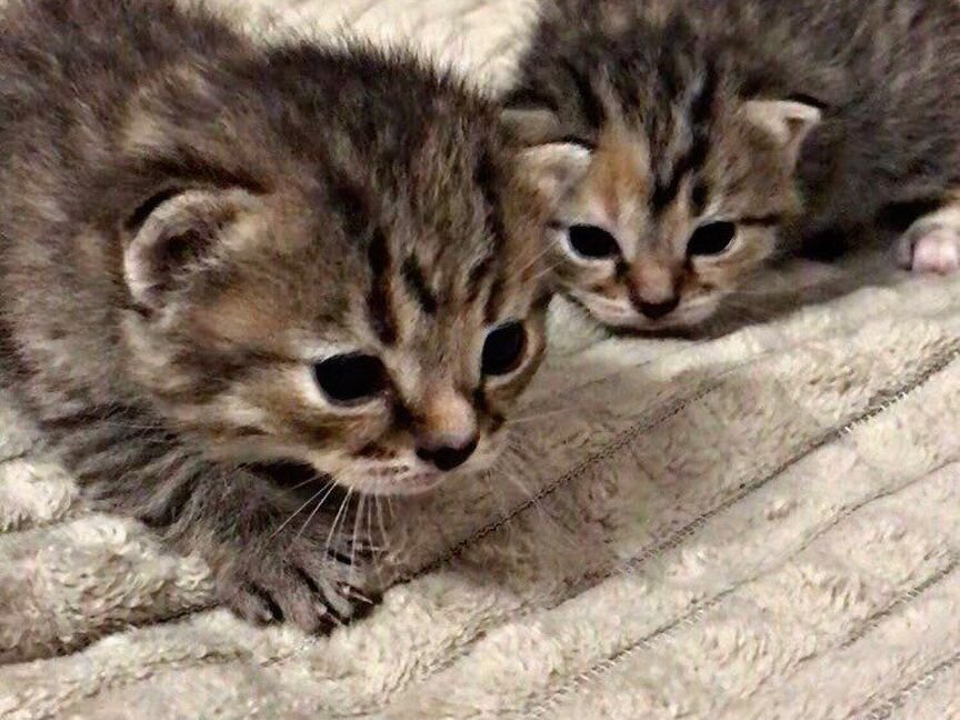 Котята в добрые руки бесплатно