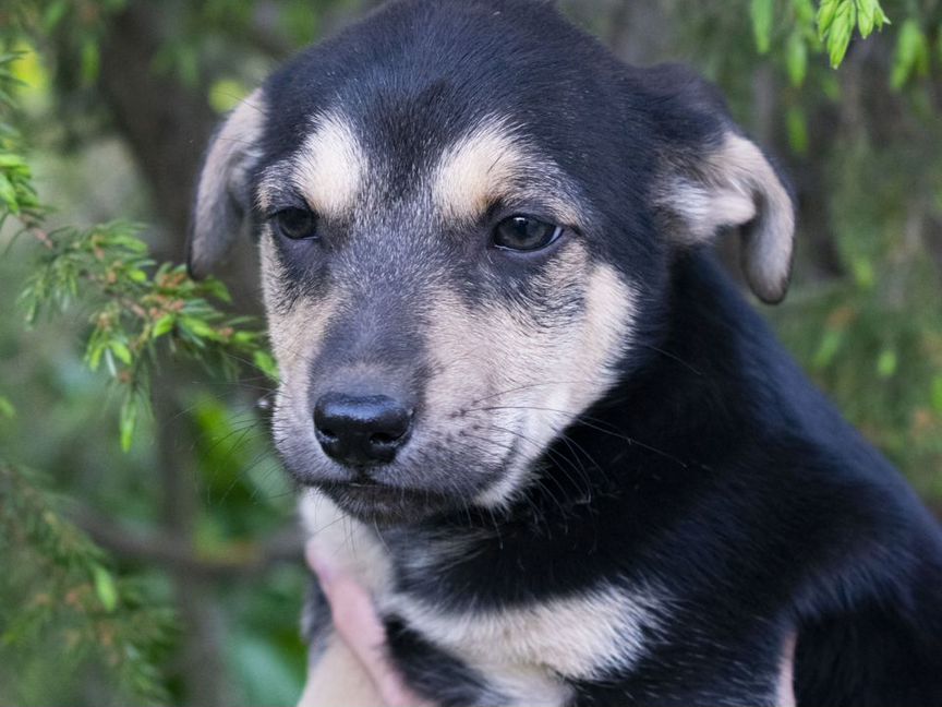 Отдадим бесплатно щенка