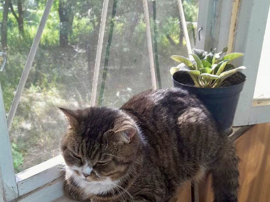 Кошка 4 года породистая
