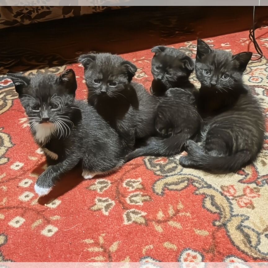 Шотландский вислоухий короткошёрстный котёнок