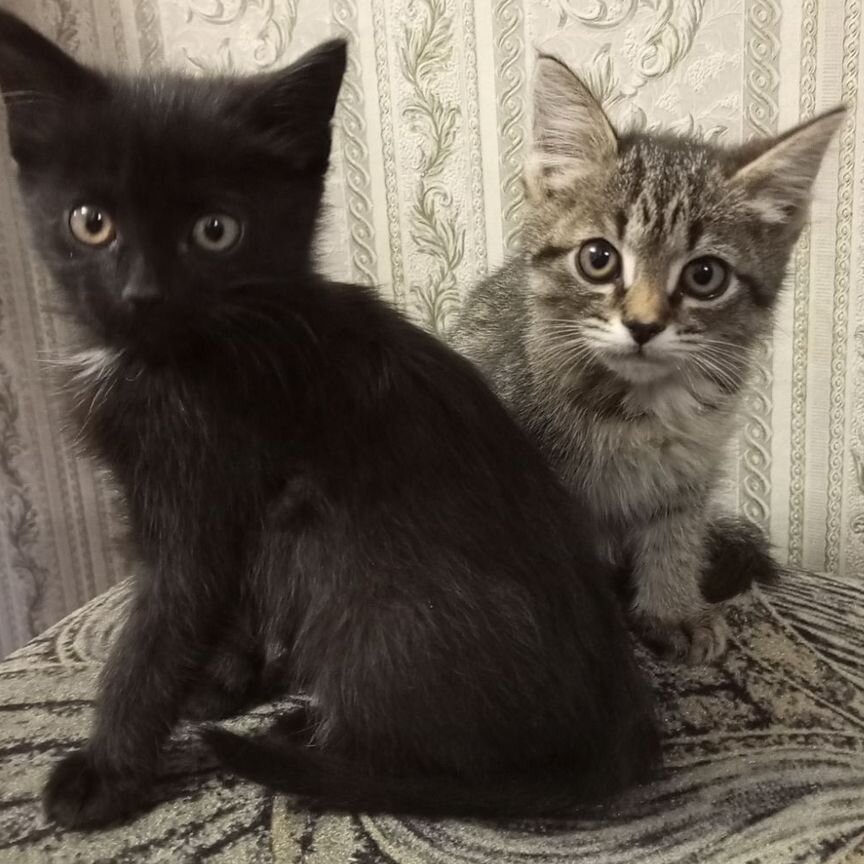 Котята отдам в добрые руки бесплатно