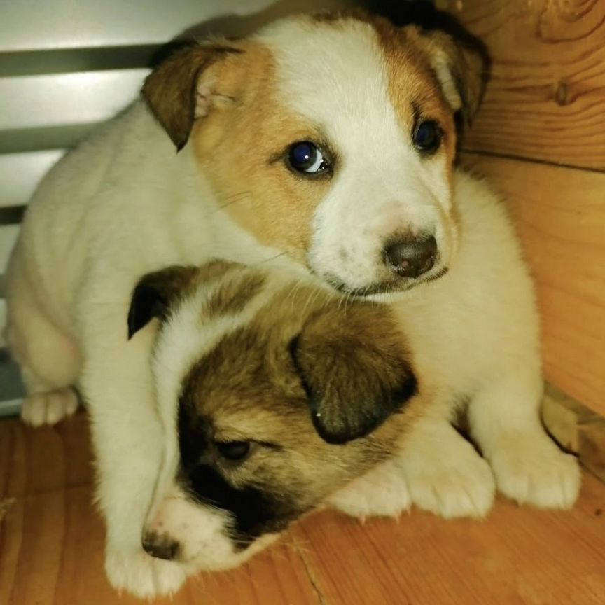 Щенок в добрые руки