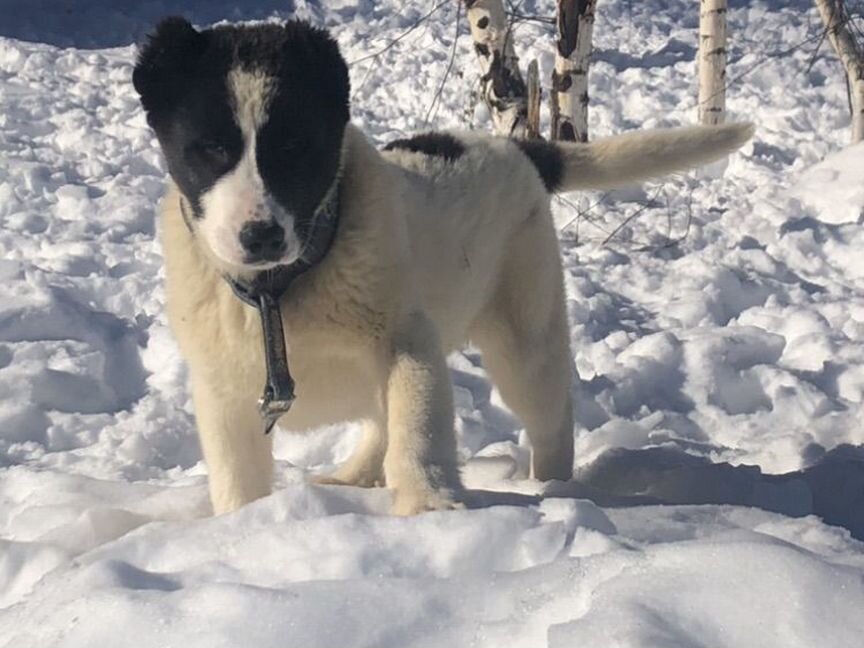 Среднеазиатская овчарка алабай
