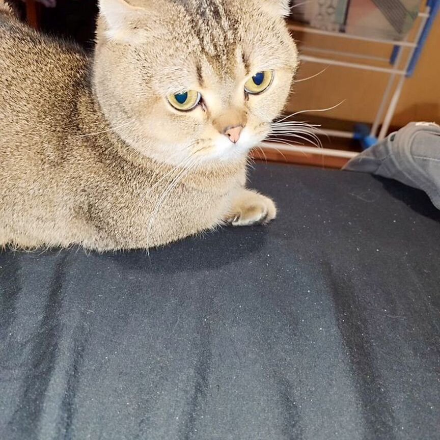 Кот шотландец