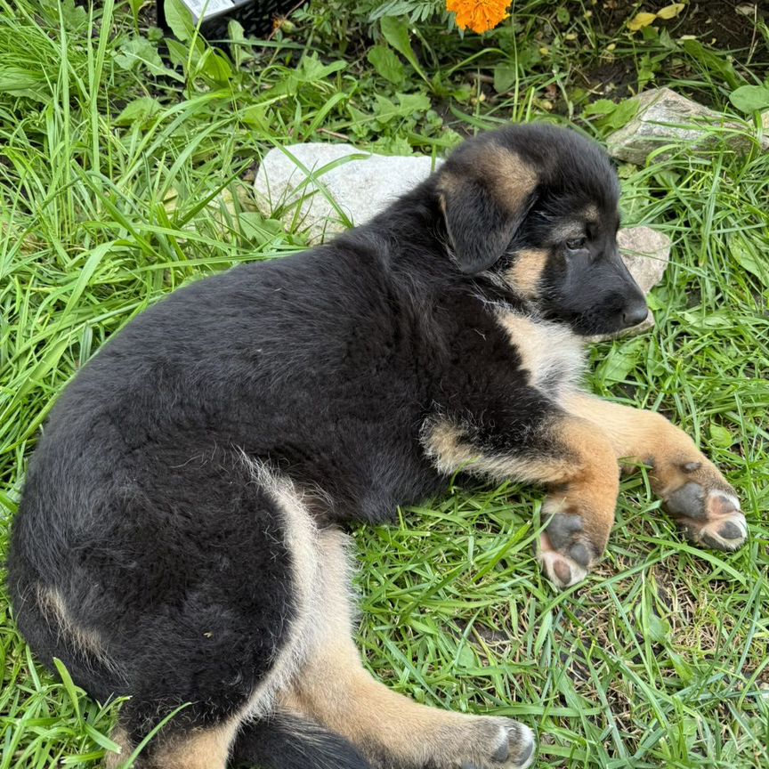 Щенки немецкой овчарки в добрые руки