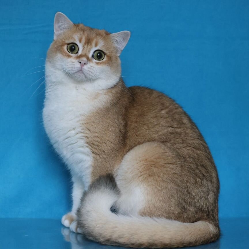Британский кот Ангел