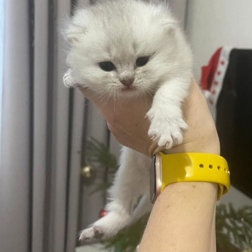 Котенок шотландский