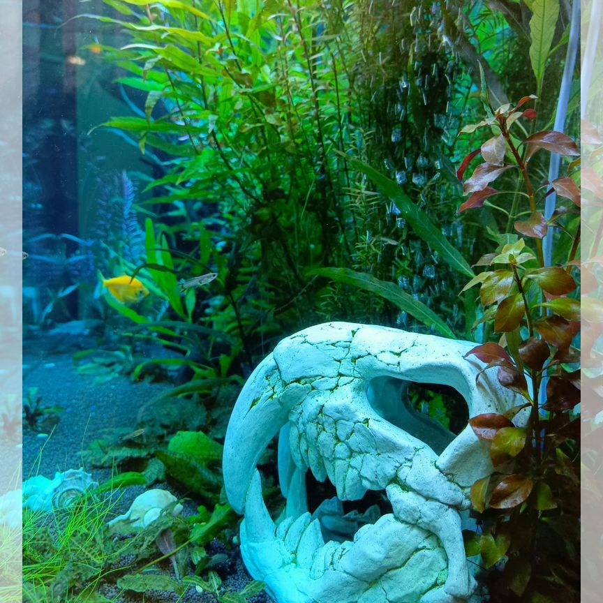 Аквариумные растения