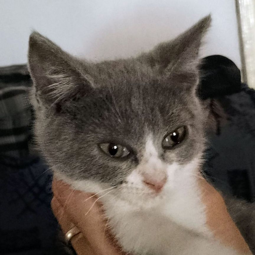 3 кошки девочки