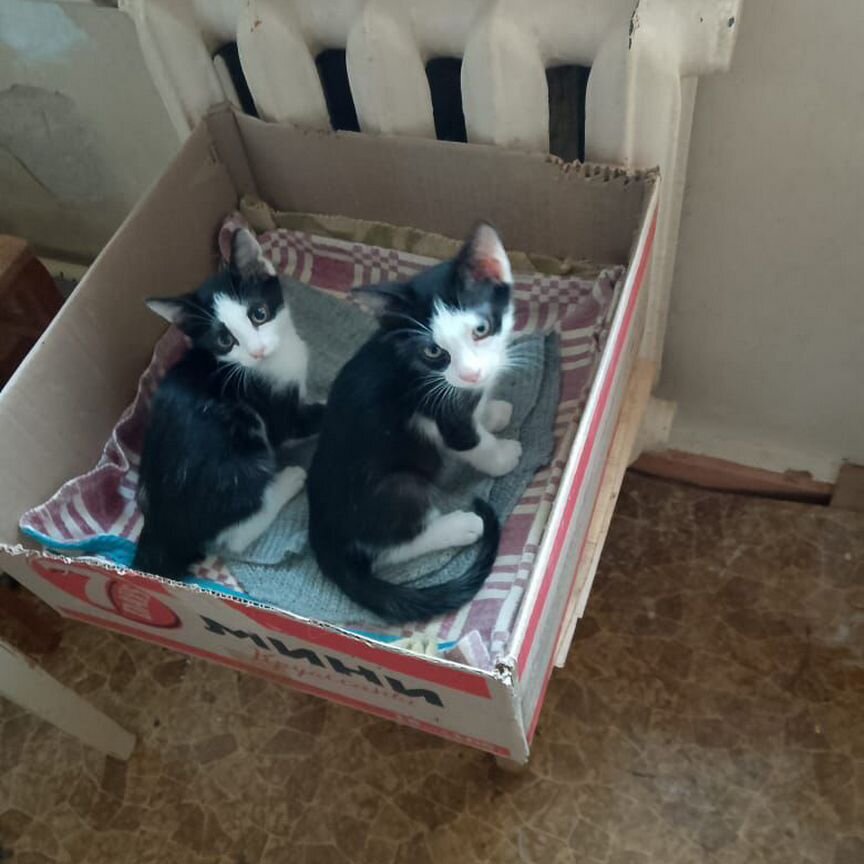 Котята в добрые руки бесплатно