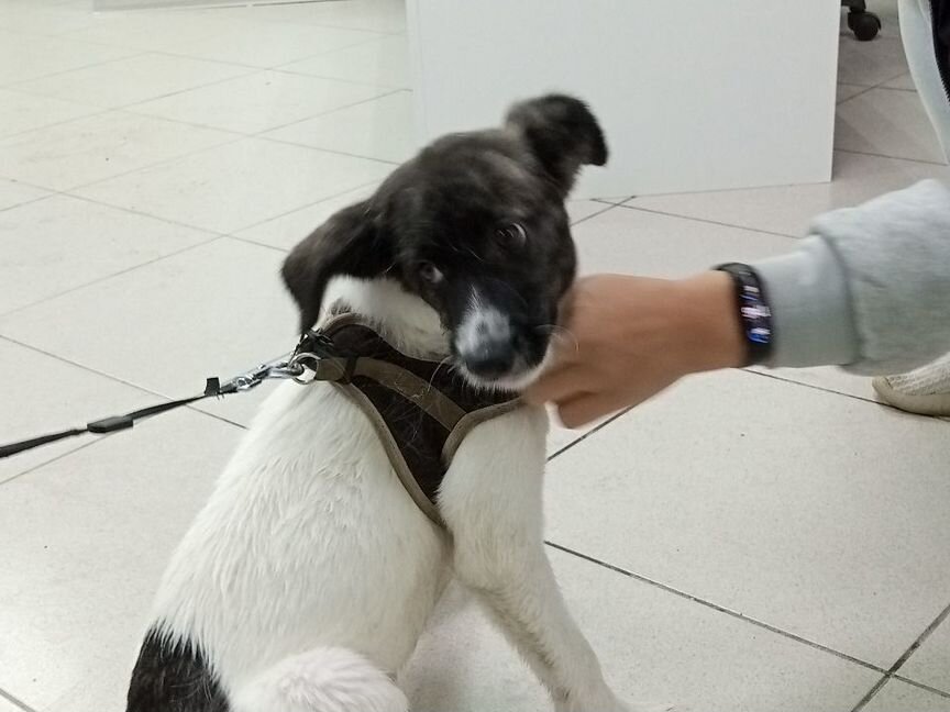 Собачка Унна девочка