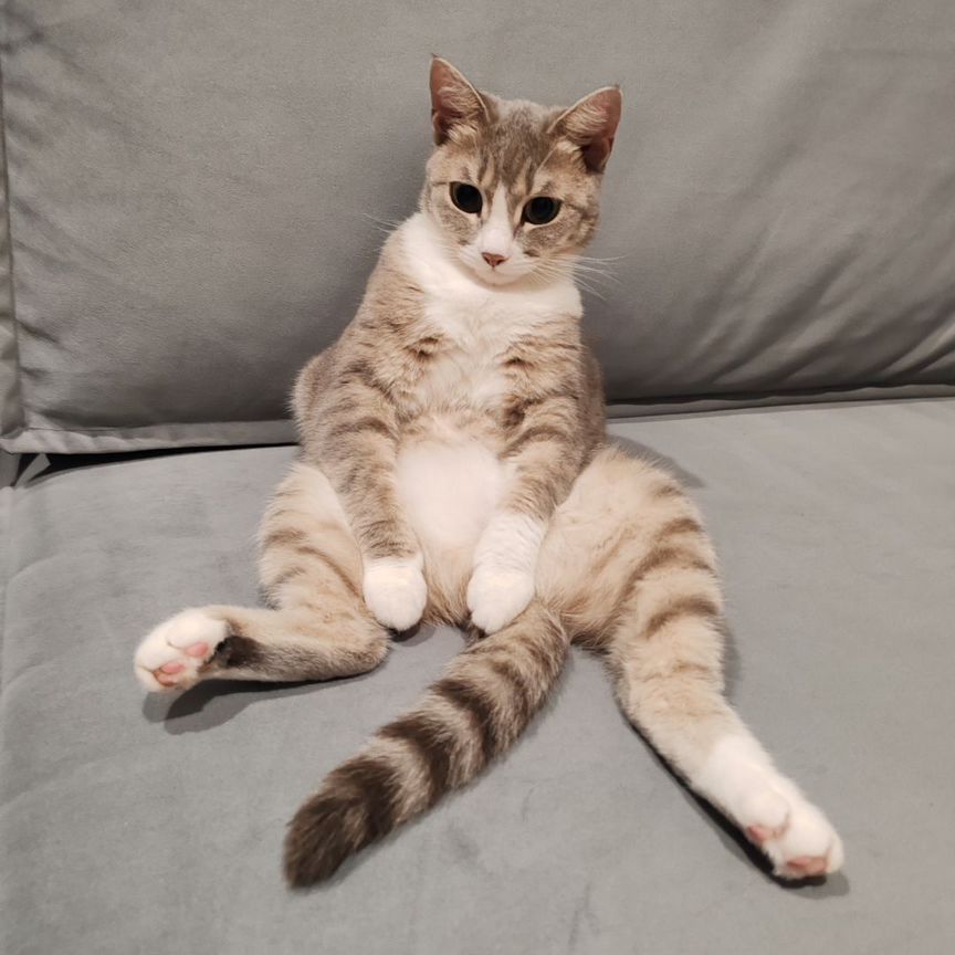 Кошка